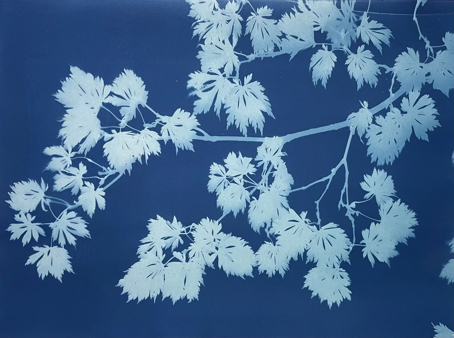 monochromatic blue botanical cyanotype prints by Christine So ...