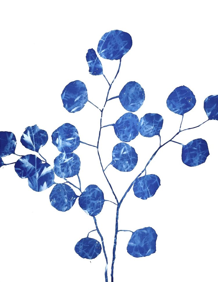 monochromatic blue botanical cyanotype prints by Christine So ...