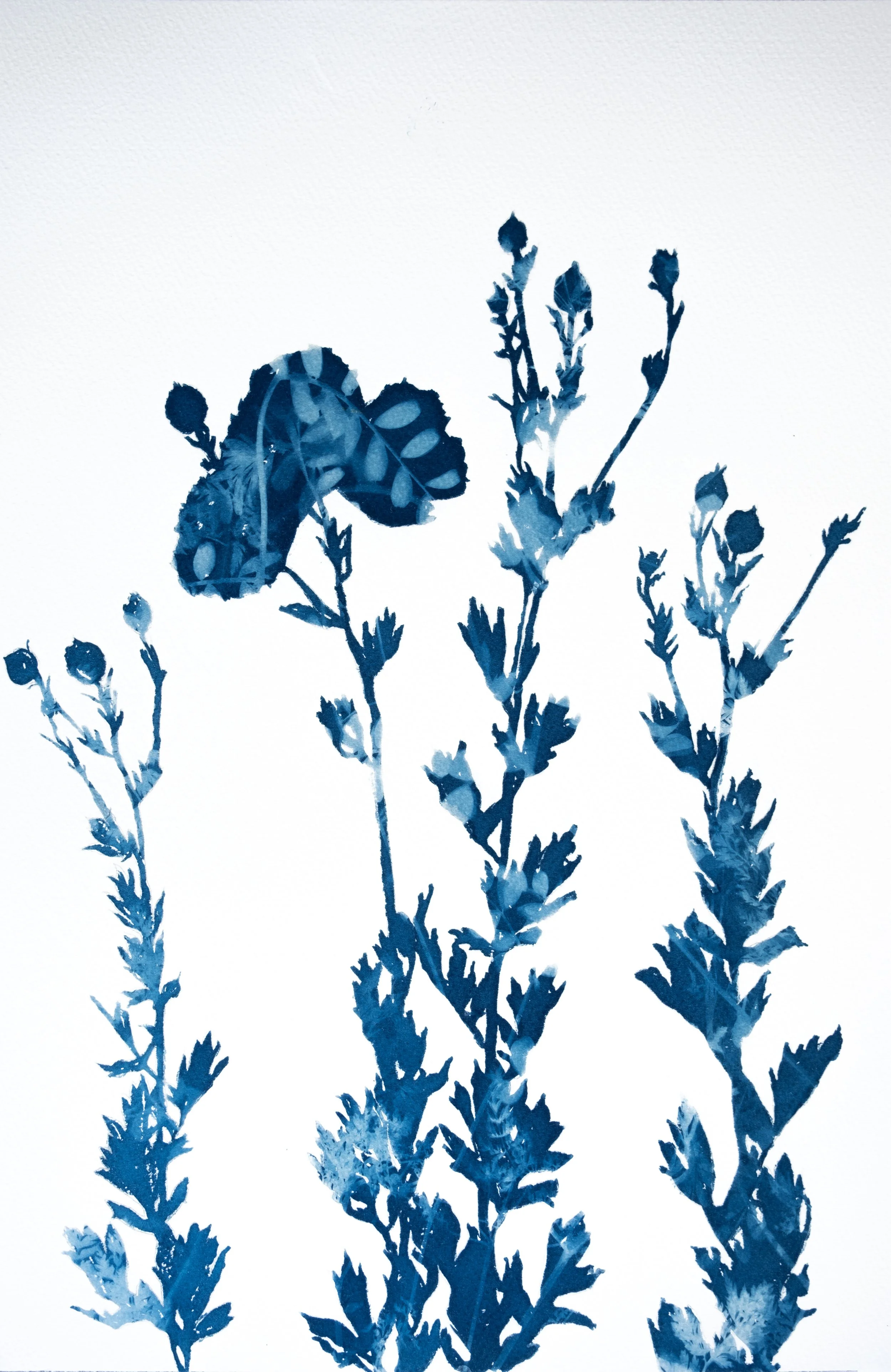 monochromatic blue botanical cyanotype prints by Christine So ...