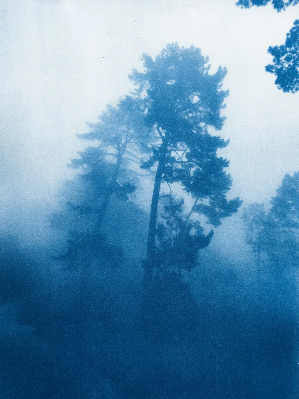 monochromatic blue botanical cyanotype prints by Christine So ...