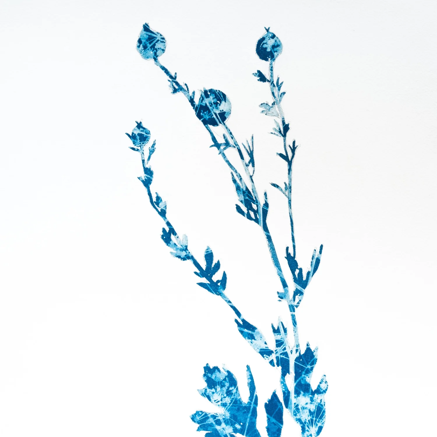 monochromatic blue botanical cyanotype prints by Christine So ...