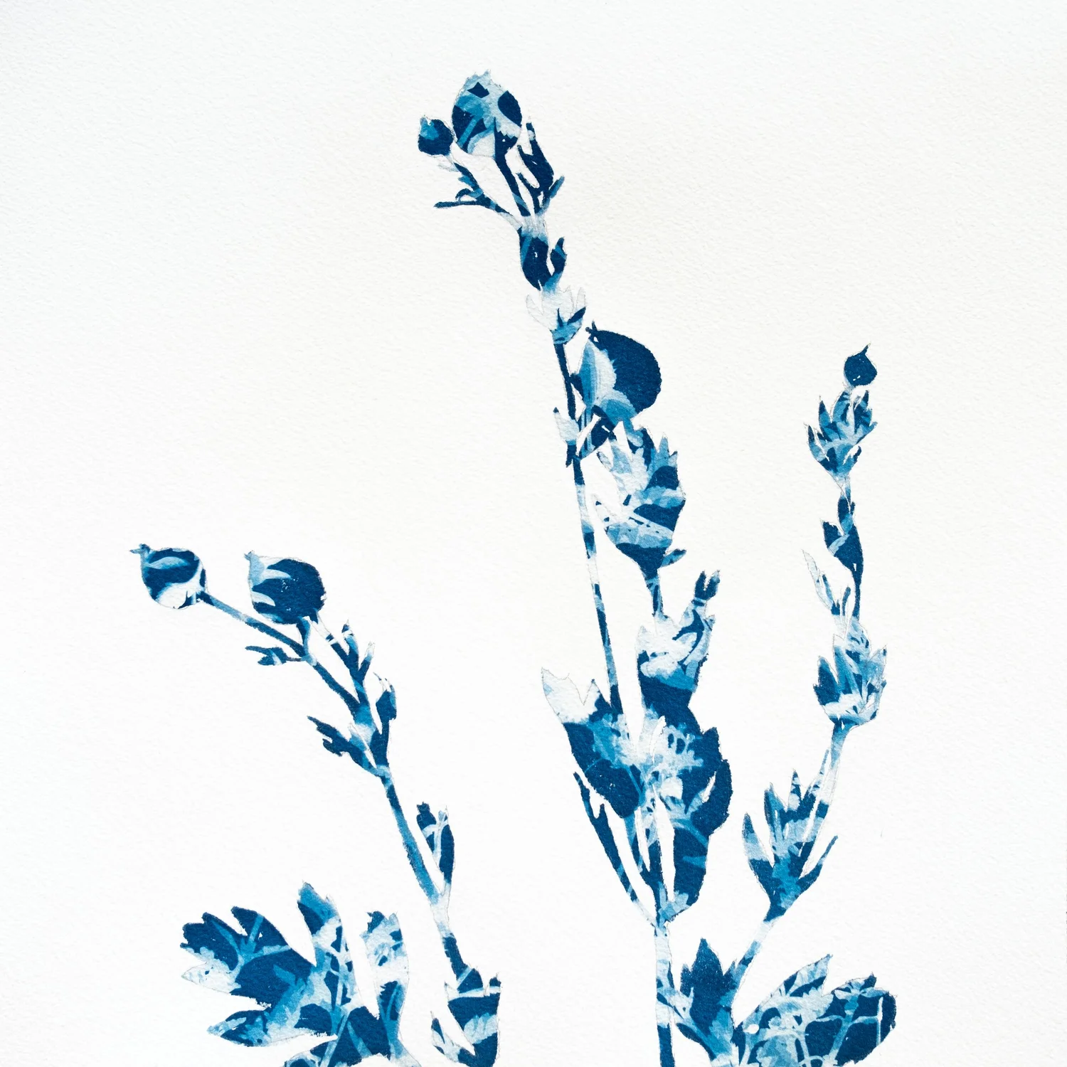 monochromatic blue botanical cyanotype prints by Christine So ...