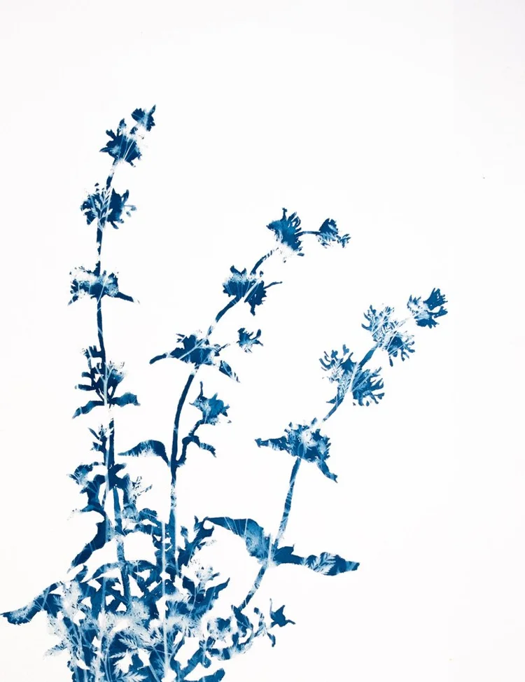 monochromatic blue botanical cyanotype prints by Christine So ...