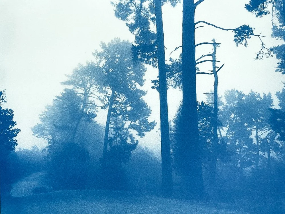 monochromatic blue botanical cyanotype prints by Christine So ...