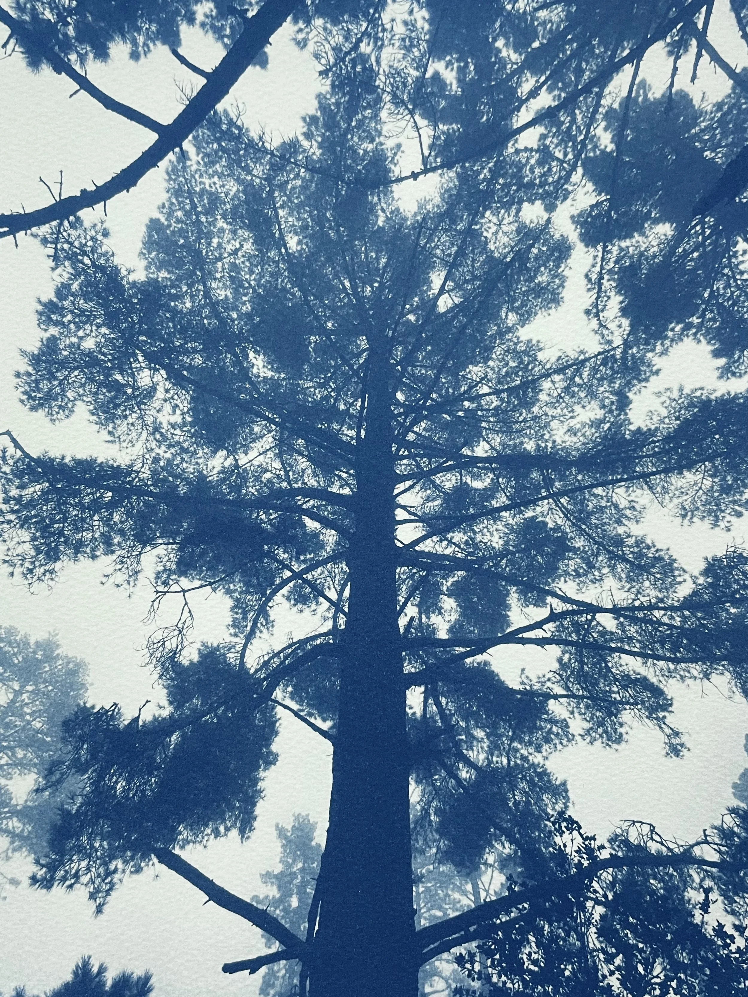 monochromatic blue botanical cyanotype prints by Christine So ...