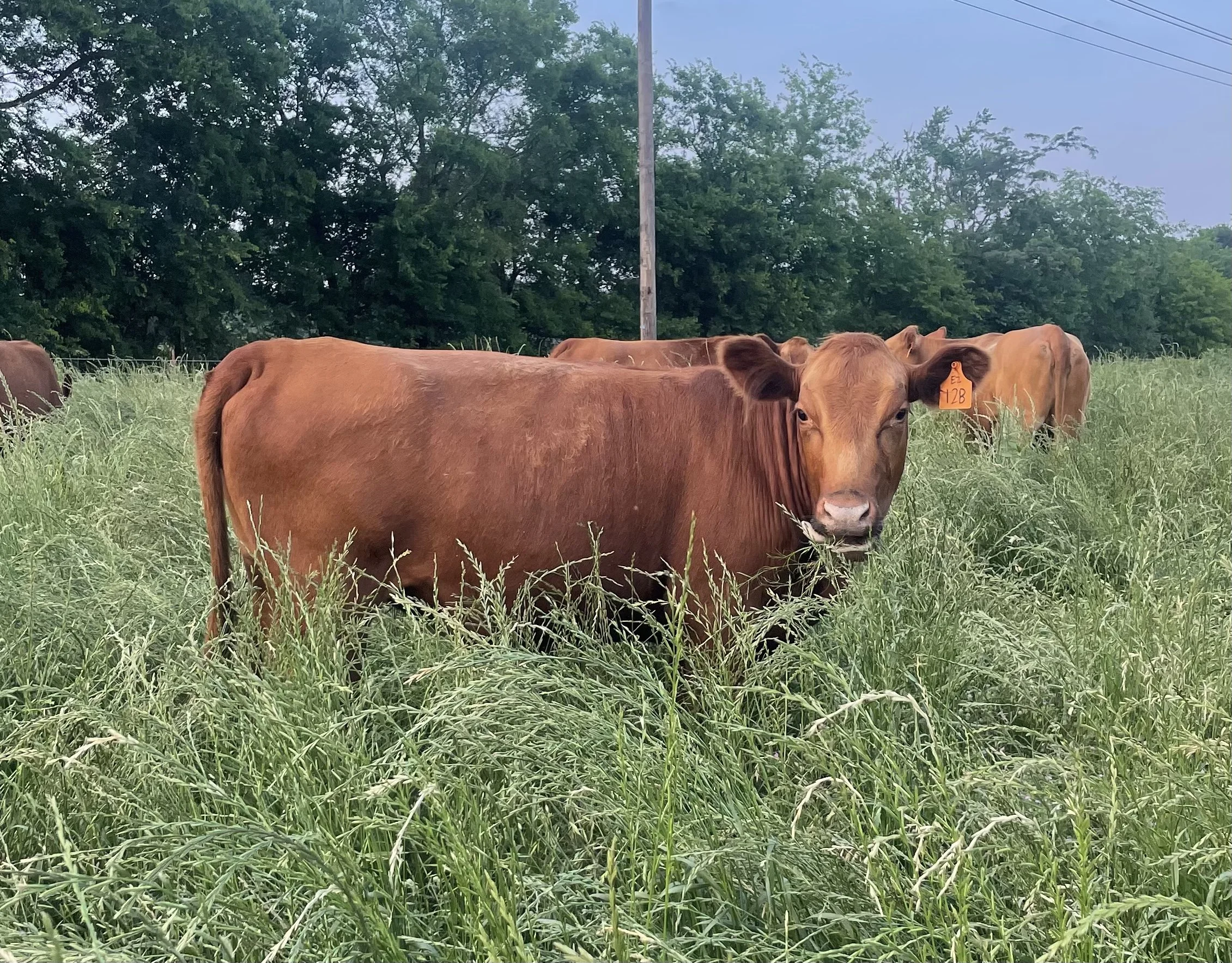 Welcome to Como, Texas