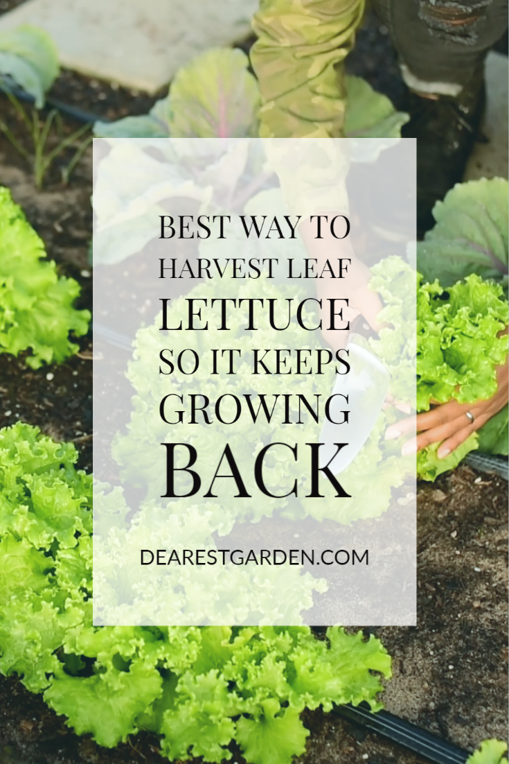 How To Harvest Leaf Lettuce From Garden | Fasci Garden