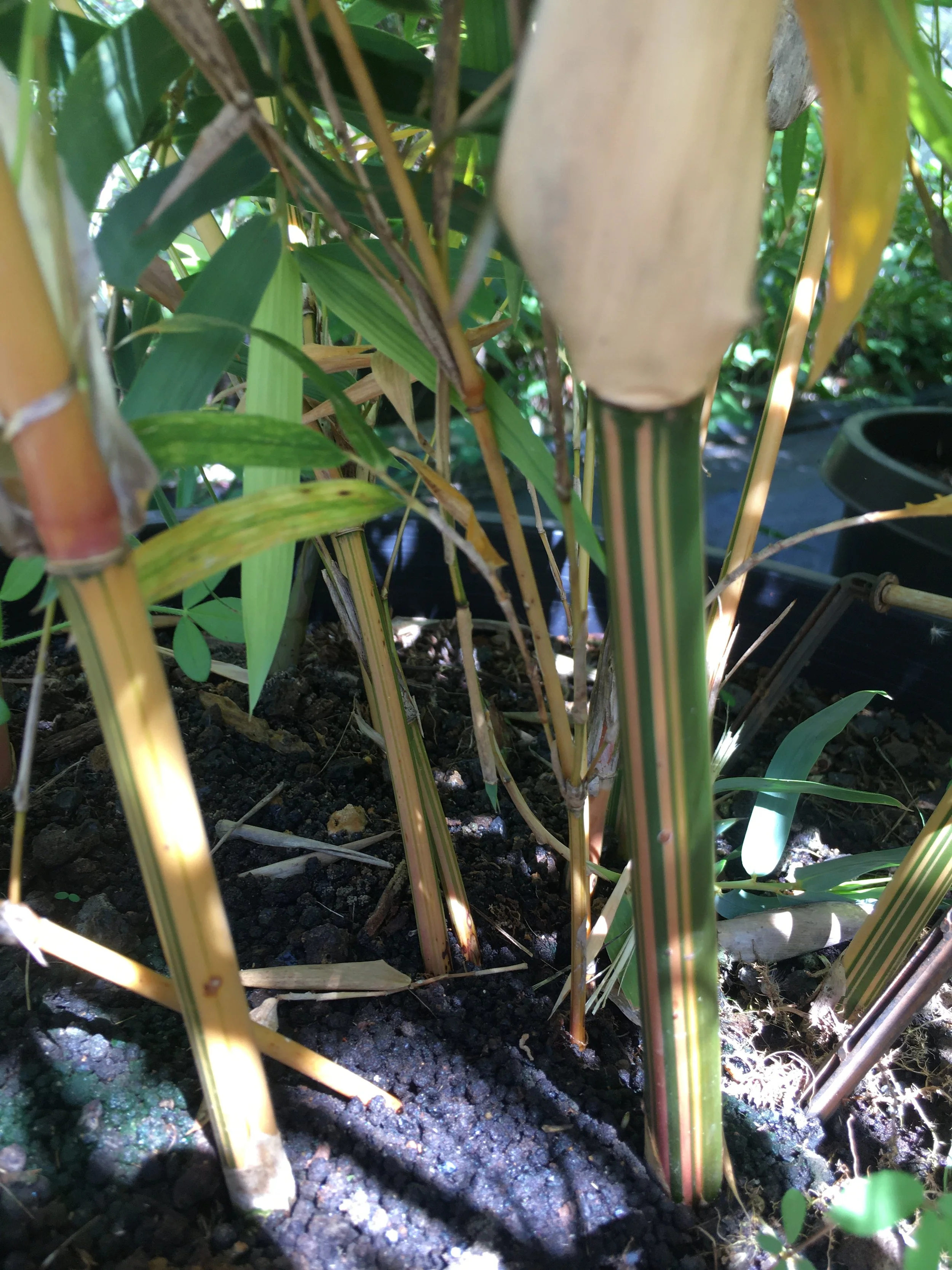 Variegated Malay Dwarf Bamboo — Oahu Bamboo Nursery | Bamboo For Sale ...