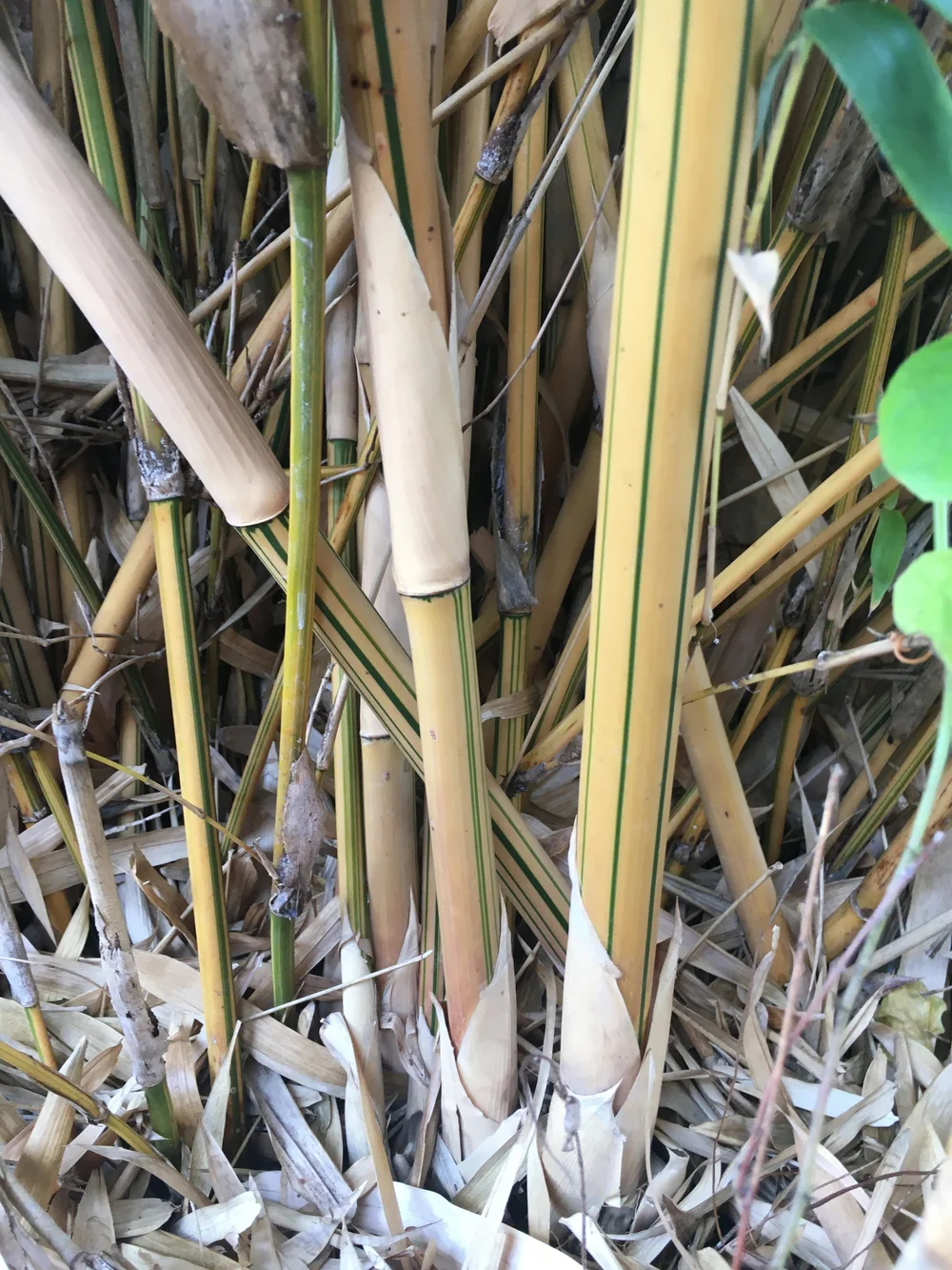 Variegated Malay Dwarf Bamboo — Oahu Bamboo Nursery | Bamboo For Sale ...