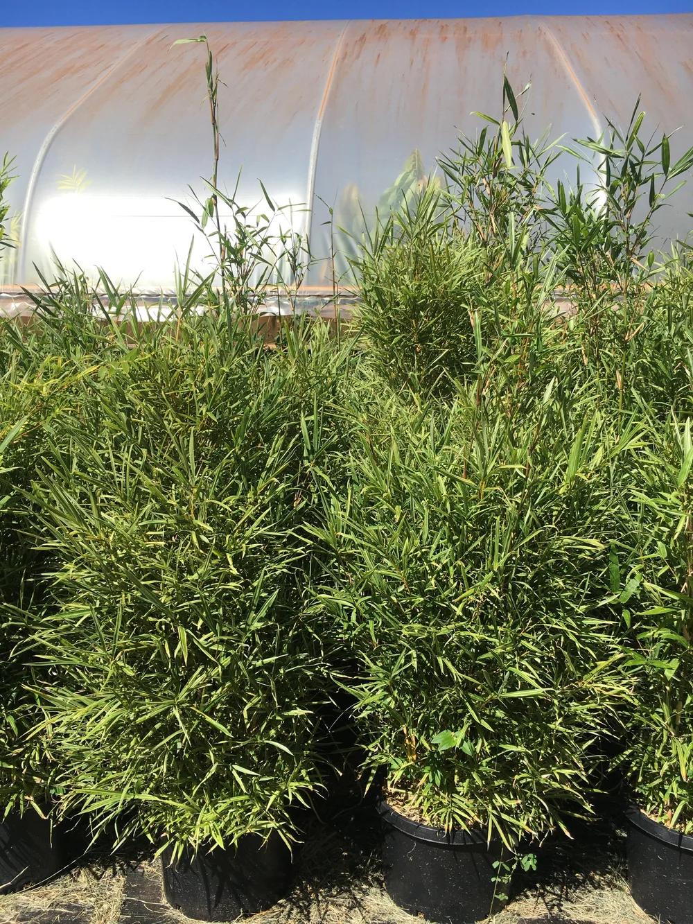 Slender Weaver's Bamboo — Oahu Bamboo Nursery | Bamboo For Sale | Oahu ...