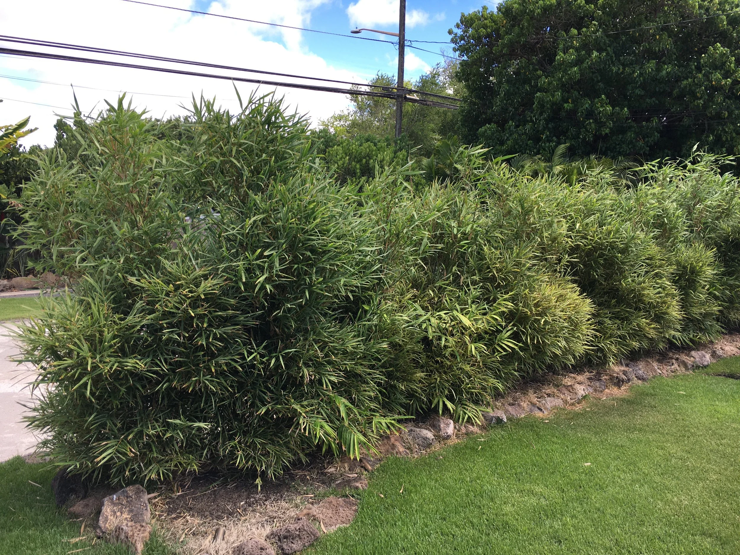 Slender Weaver's Bamboo — Oahu Bamboo Nursery | Bamboo For Sale | Oahu ...