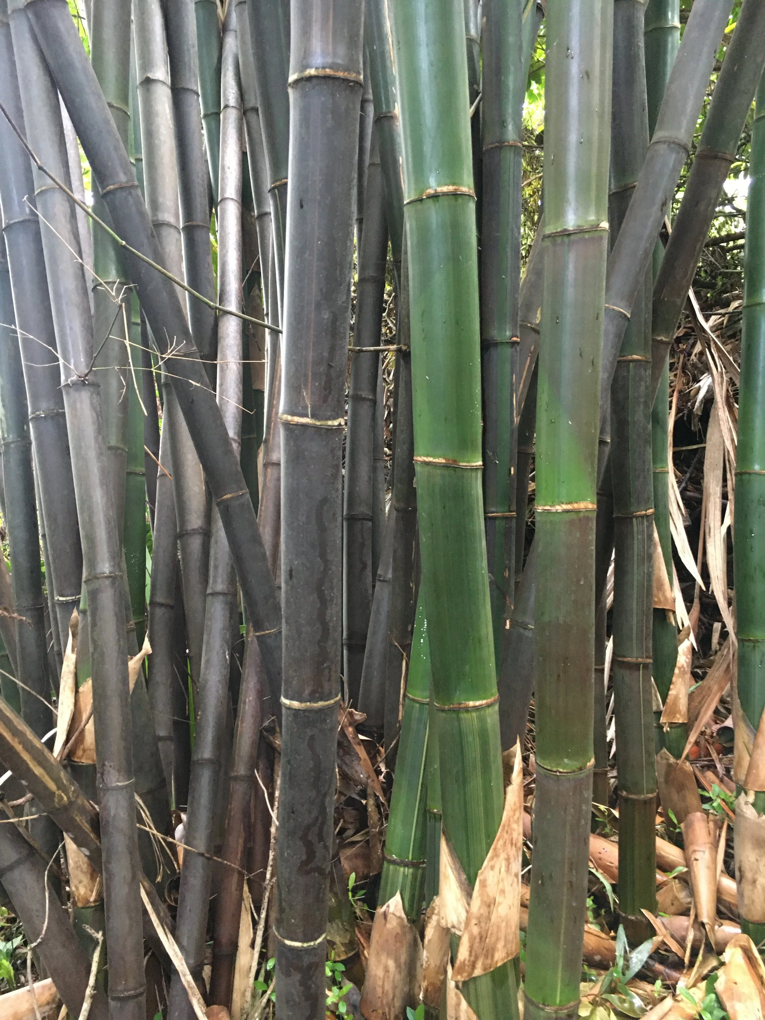 Bamboo Plants For Sale — Oahu Bamboo Nursery | Bamboo For Sale | Oahu ...