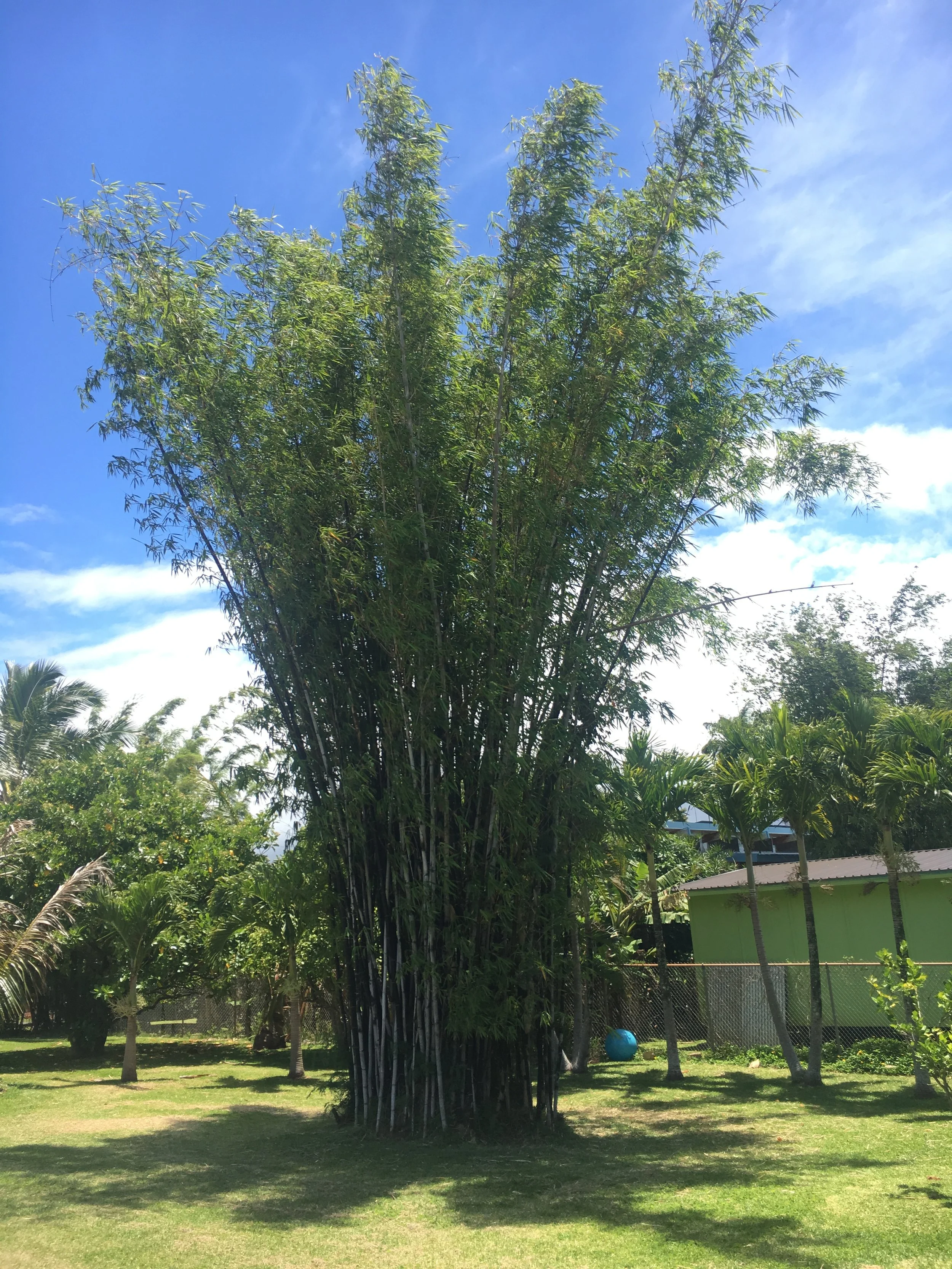 Edible Bamboo — Bamboo Plants For Sale — Oahu Bamboo Nursery | Bamboo ...