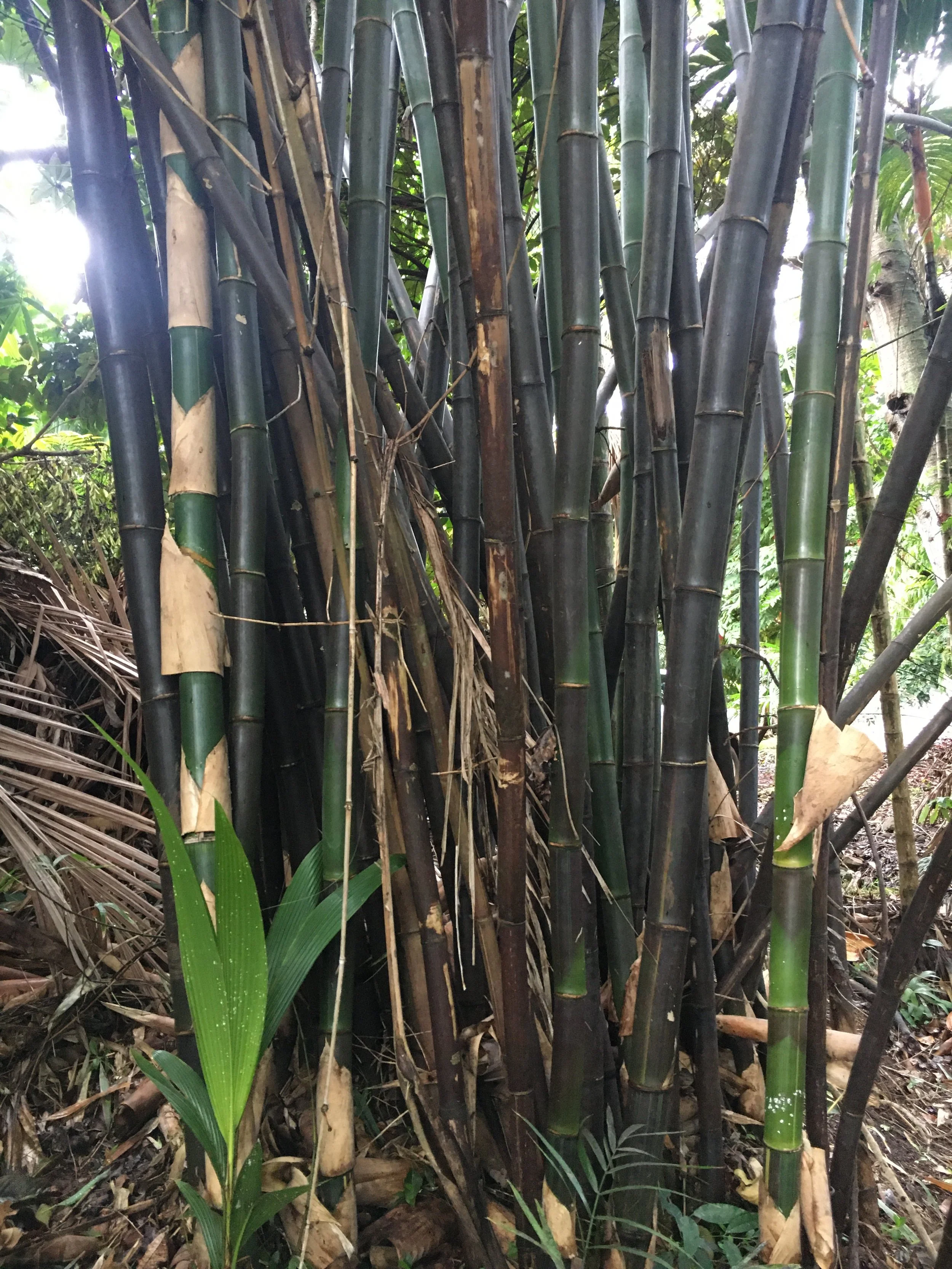Edible Bamboo — Bamboo Plants For Sale — Oahu Bamboo Nursery | Bamboo ...