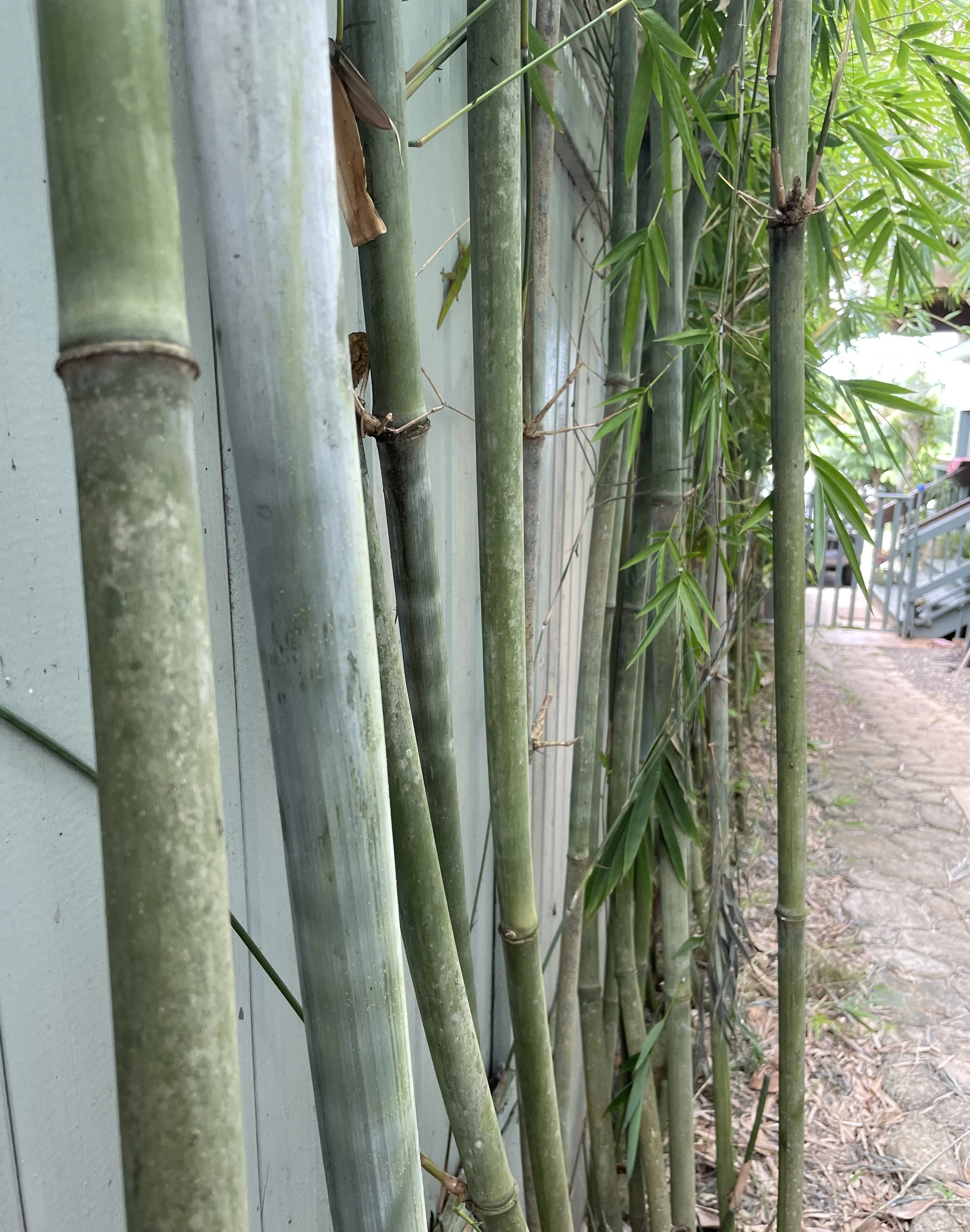 Slender Weaver's Bamboo — Oahu Bamboo Nursery | Bamboo For Sale | Oahu ...