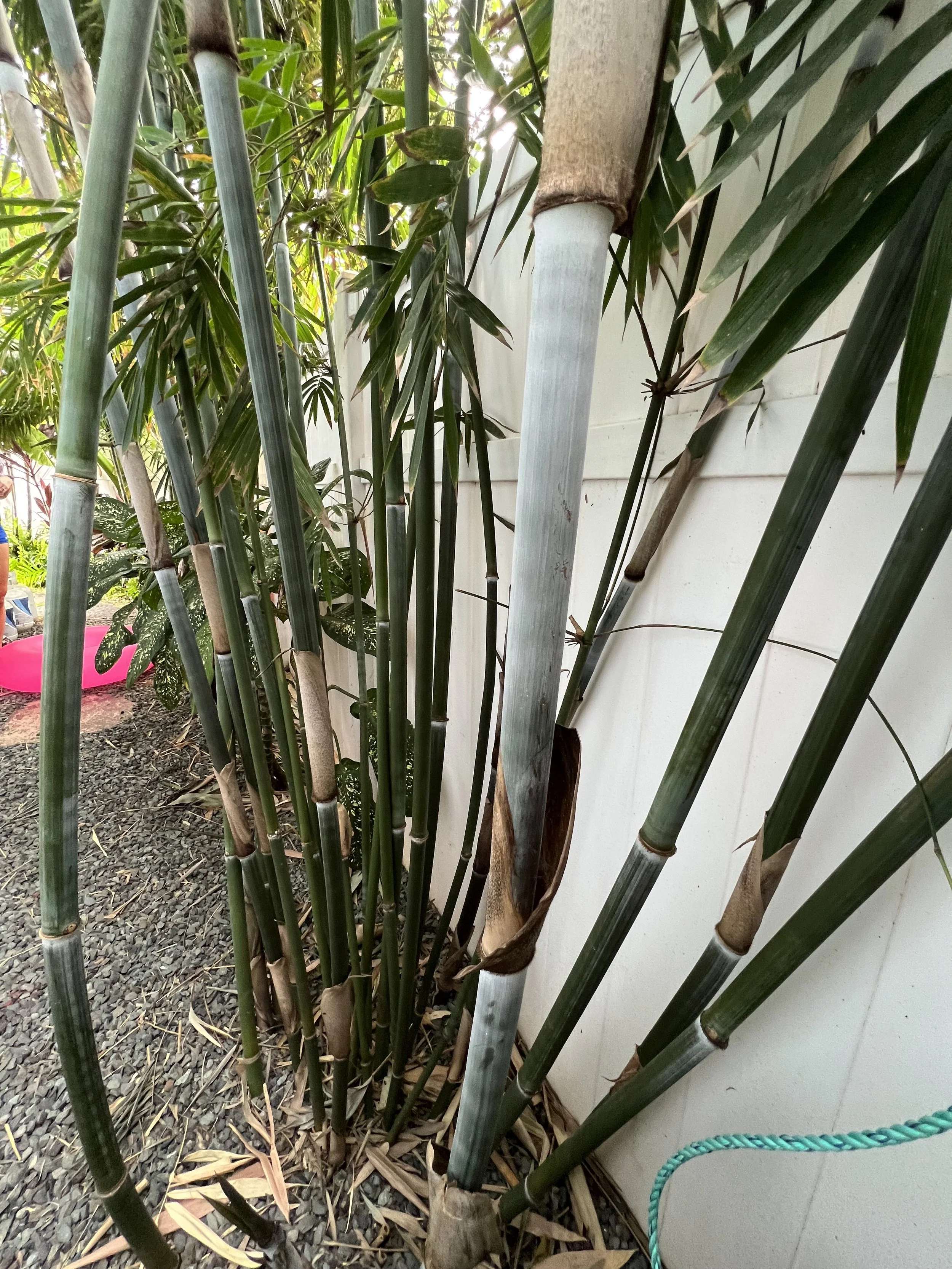 Tropical Blue Bamboo — Oahu Bamboo Nursery | Bamboo For Sale | Oahu Bamboo