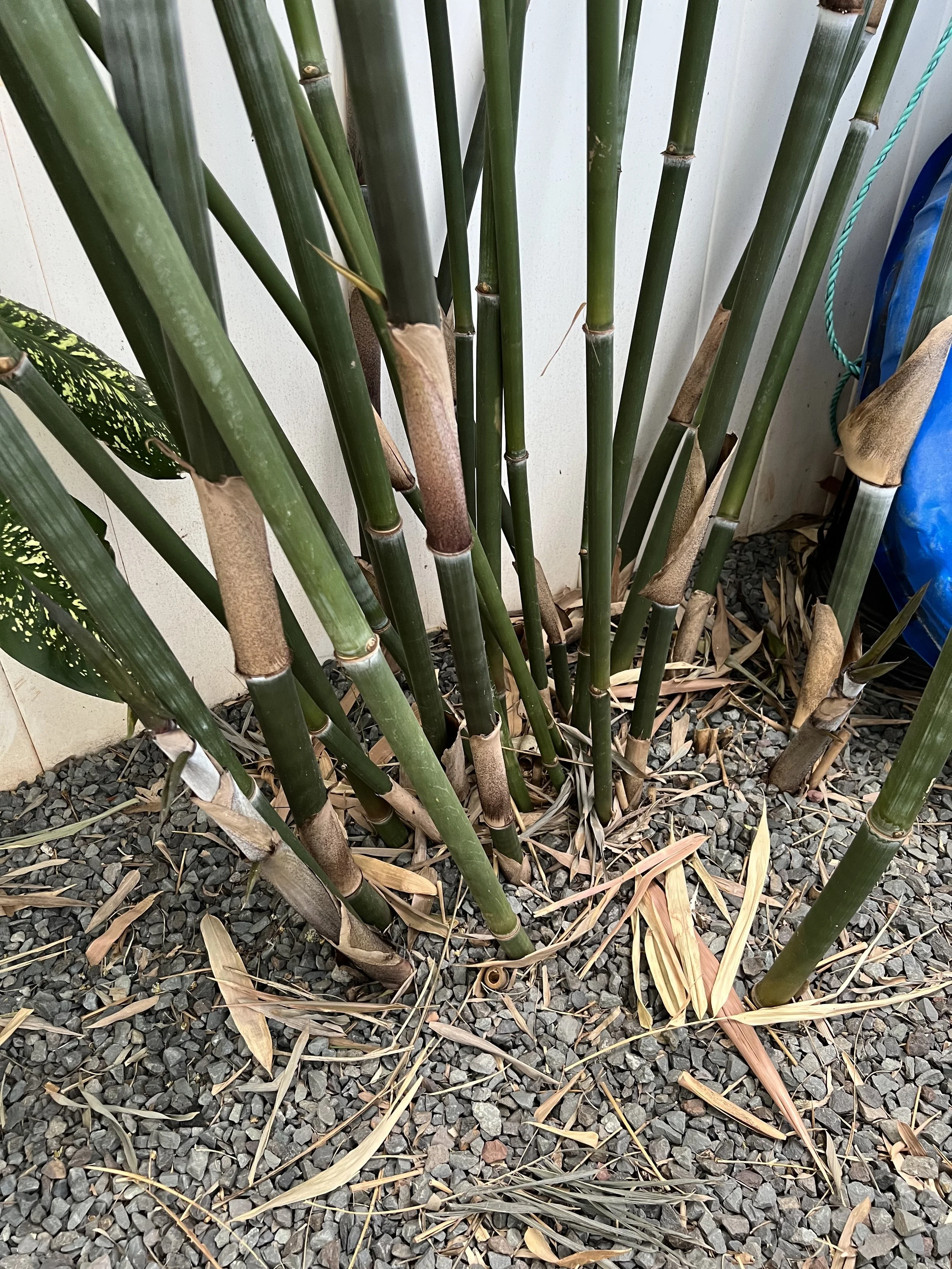 Tropical Blue Bamboo — Oahu Bamboo Nursery | Bamboo For Sale | Oahu Bamboo