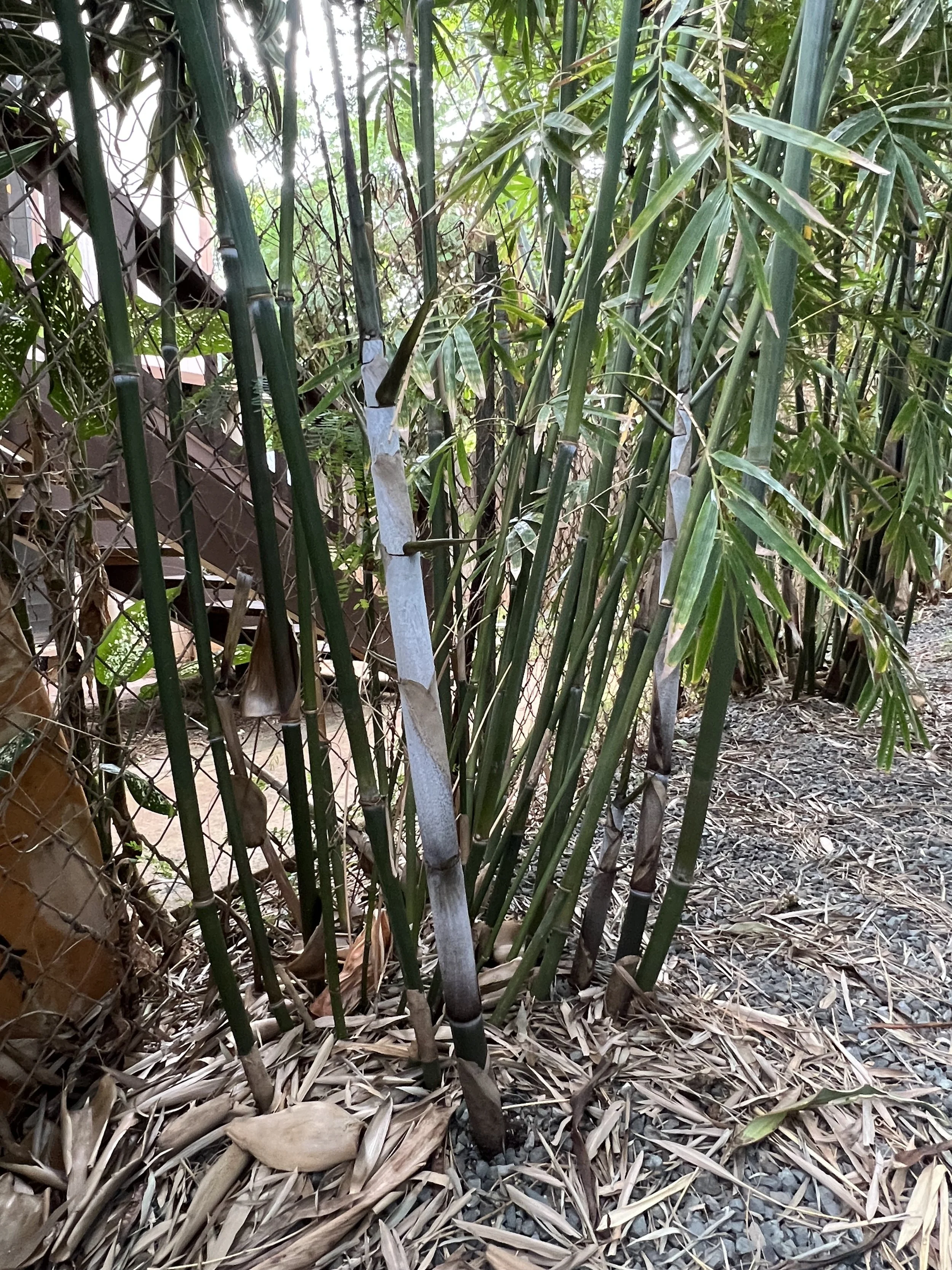 Tropical Blue Bamboo — Oahu Bamboo Nursery | Bamboo For Sale | Oahu Bamboo