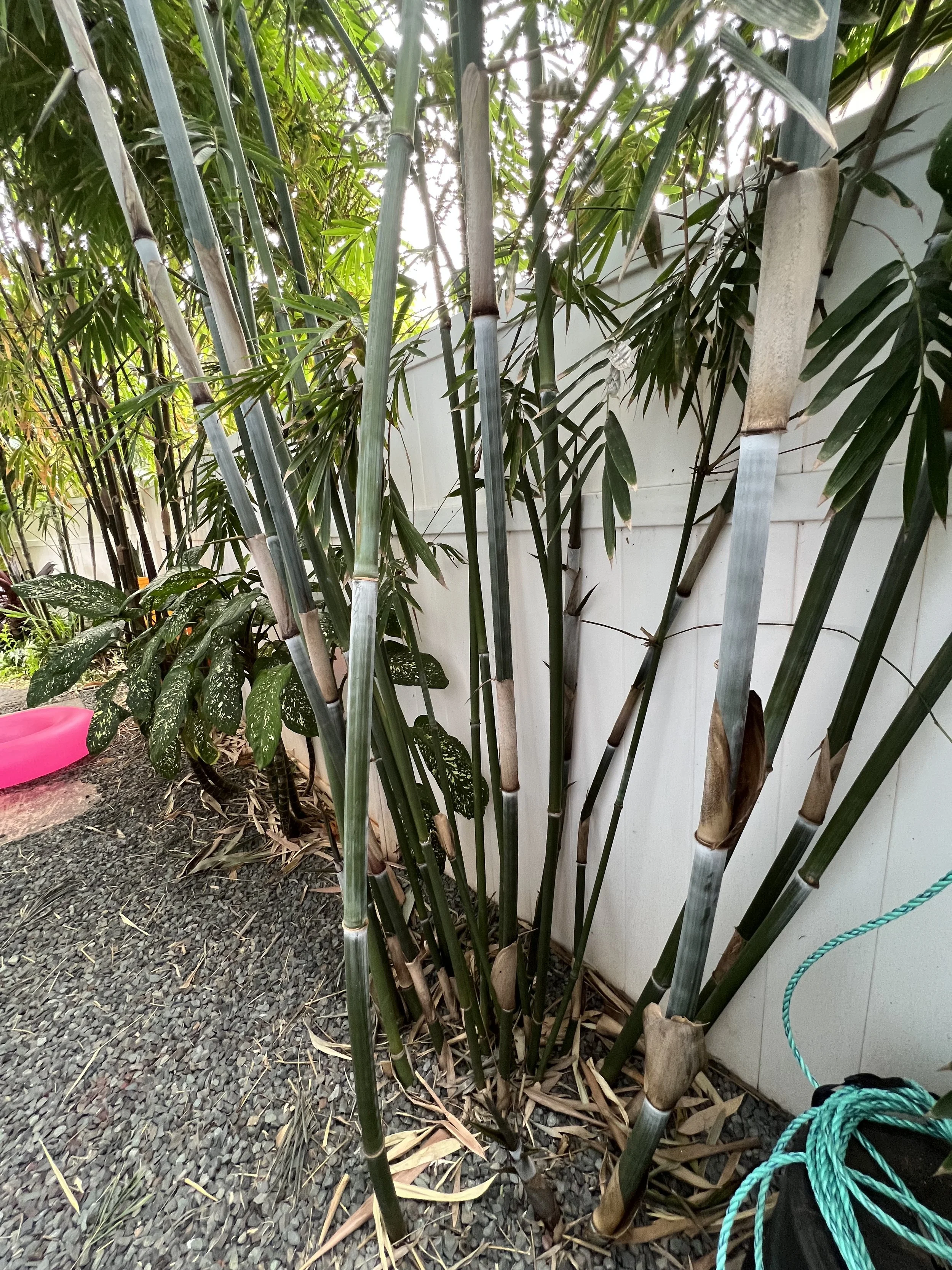 Tropical Blue Bamboo — Oahu Bamboo Nursery | Bamboo For Sale | Oahu Bamboo