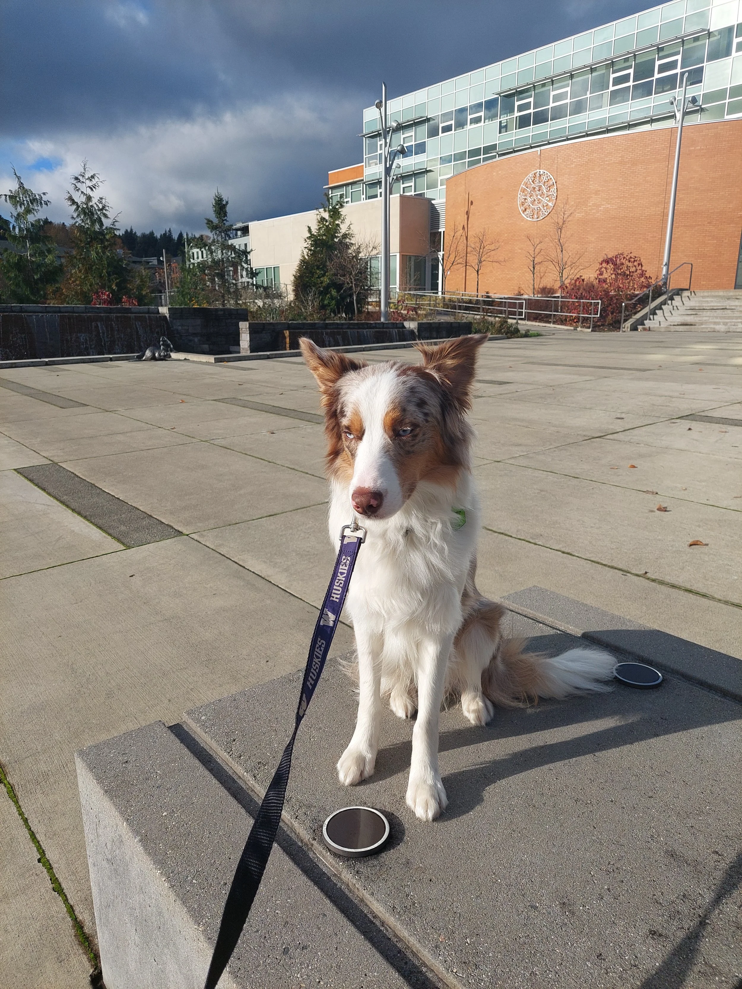 Pacific Northwest Canine