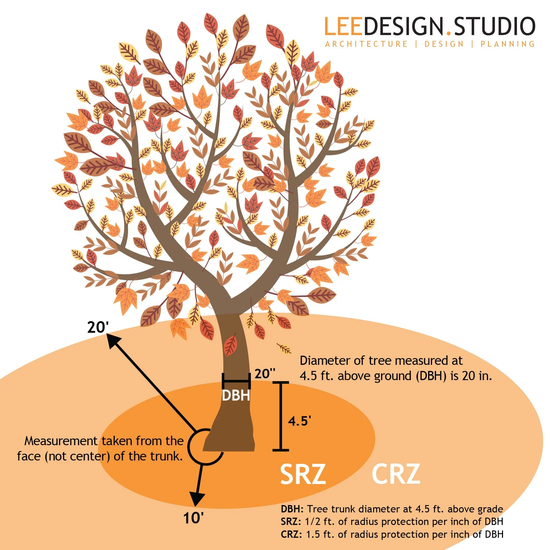 Heritage Trees: What Qualifies in Washington, D.C.? — Lee Design Studio ...