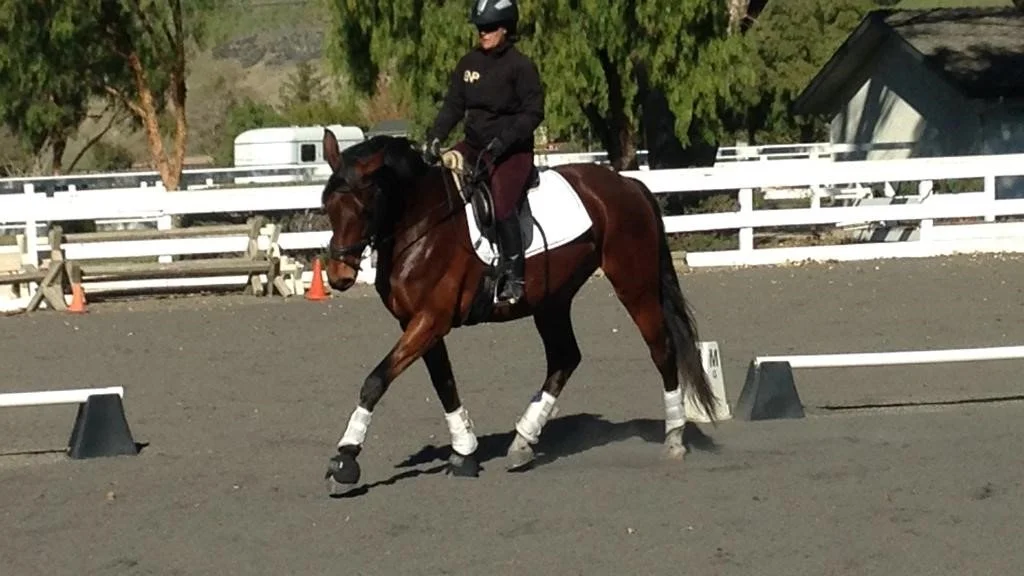 Gallery — Nicole Chastain Training Stables