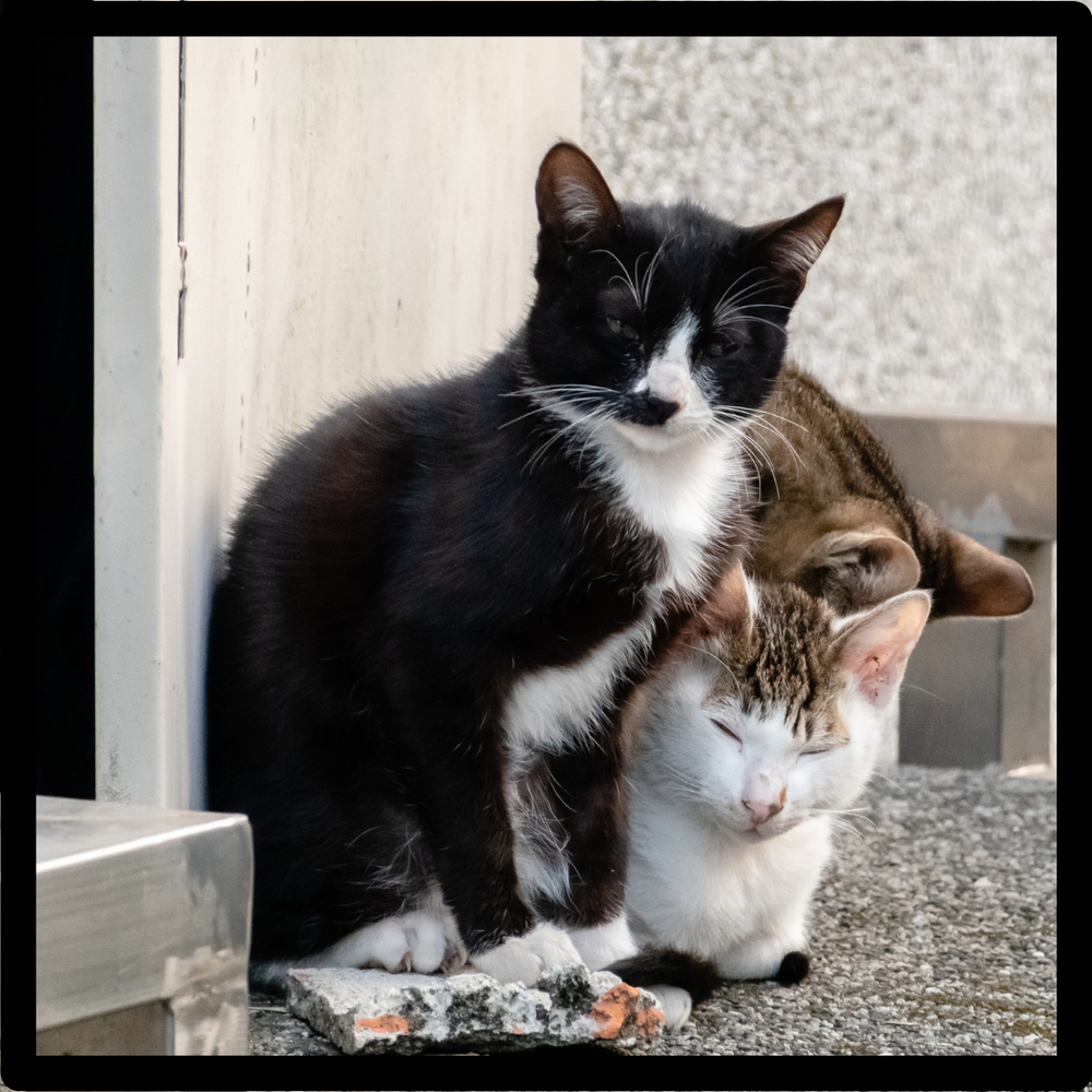 Delightful Days Cat Sanctuary