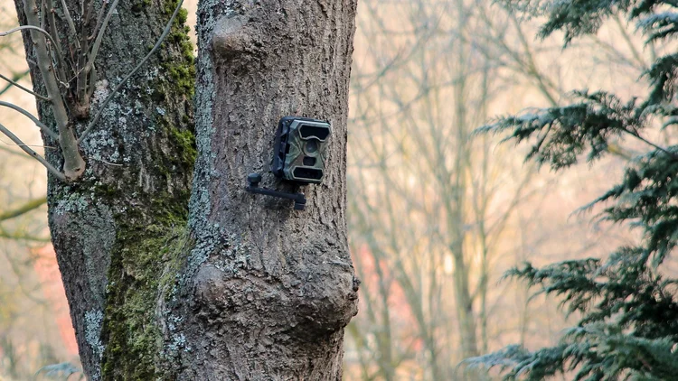 Ultimate Guide: Camera Trap Sampling Methods — Natural solutions