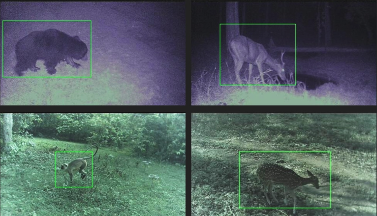 Wildlife Conservation : Artificial Intelligence for Camera Trapping ...