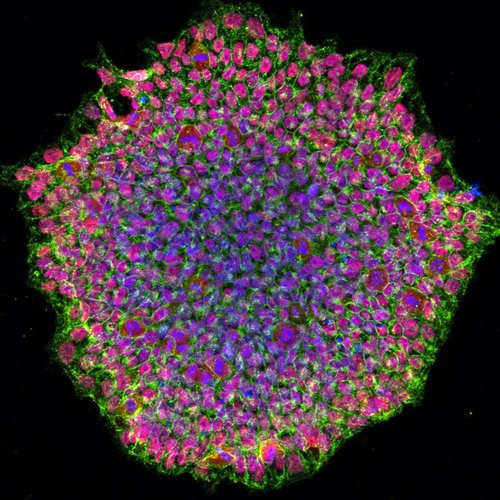 Basic Stem Cell Research Standards — International Society for Stem ...