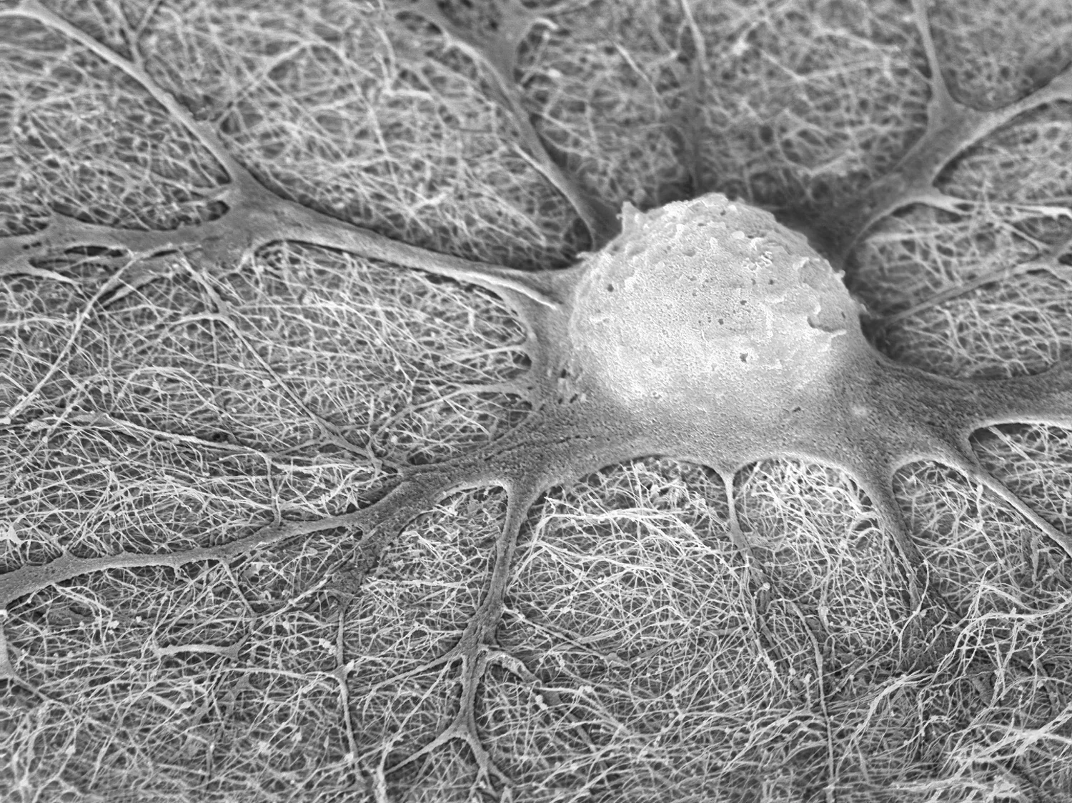 ISSCR News — International Society for Stem Cell Research