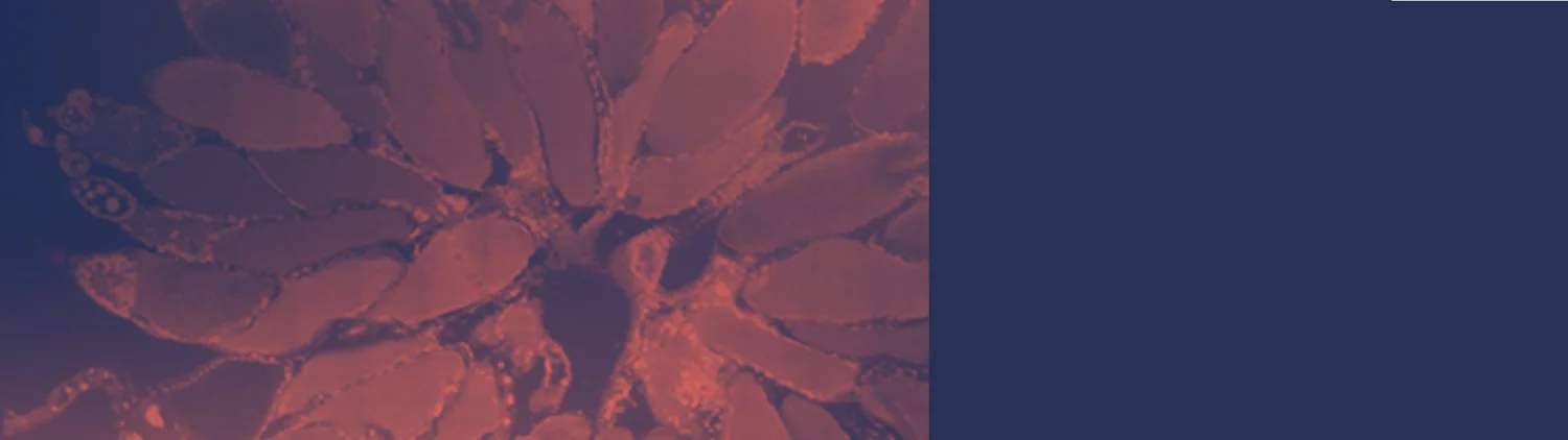 The Archives — International Society for Stem Cell Research