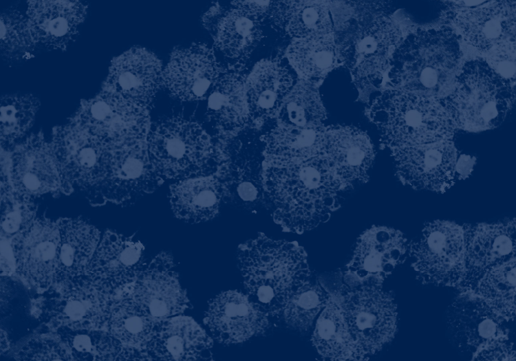 ISSCR Embryo Models Working Group: Summary of Findings and ...