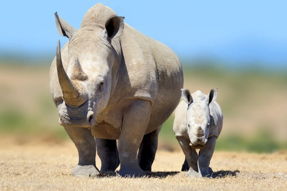 Stem Cells for Species Conservation — International Society for Stem ...