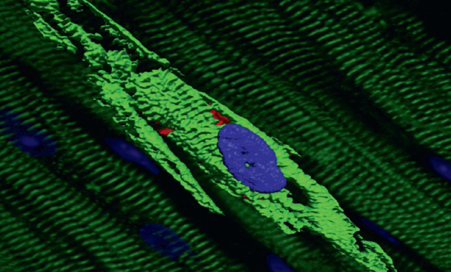 Stem Cells and Cellular Reprogramming: A Celebration of 10 Years of ...