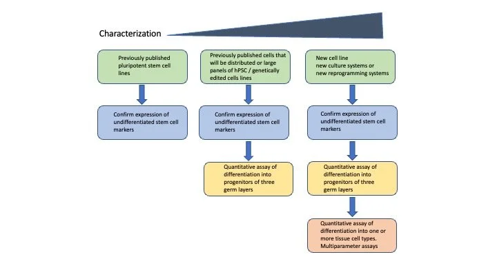 Section 2: Pluripotency and the Undifferentiated State — International ...