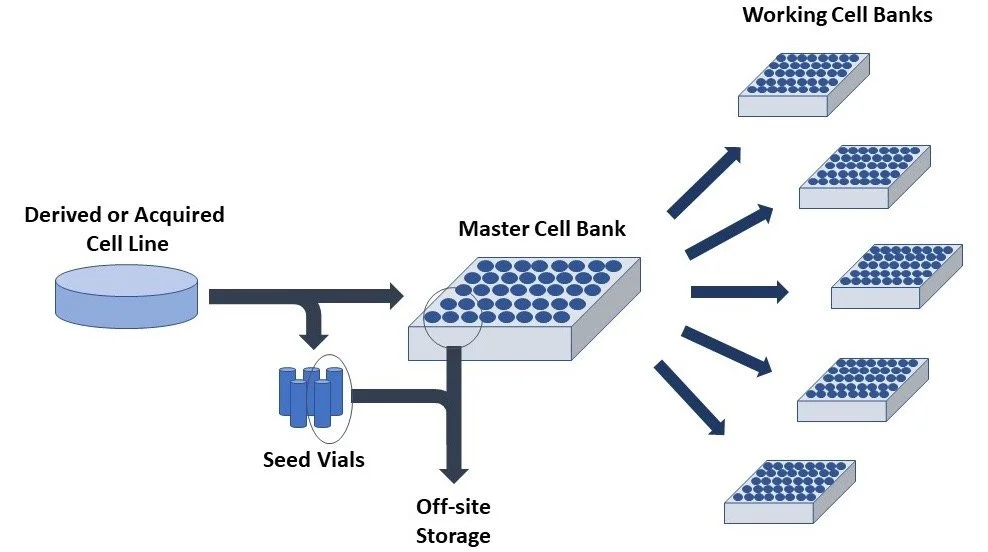 Section 1: Basic Characterization — International Society for Stem Cell ...