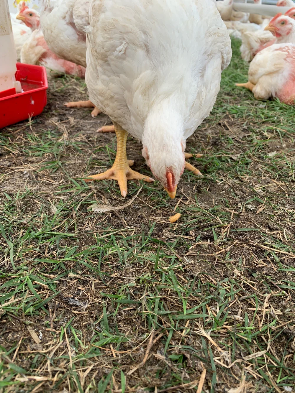 Southern Sunny Acres | Veteran Owned | Pastured Poultry