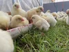 Southern Sunny Acres | Veteran Owned | Pastured Poultry