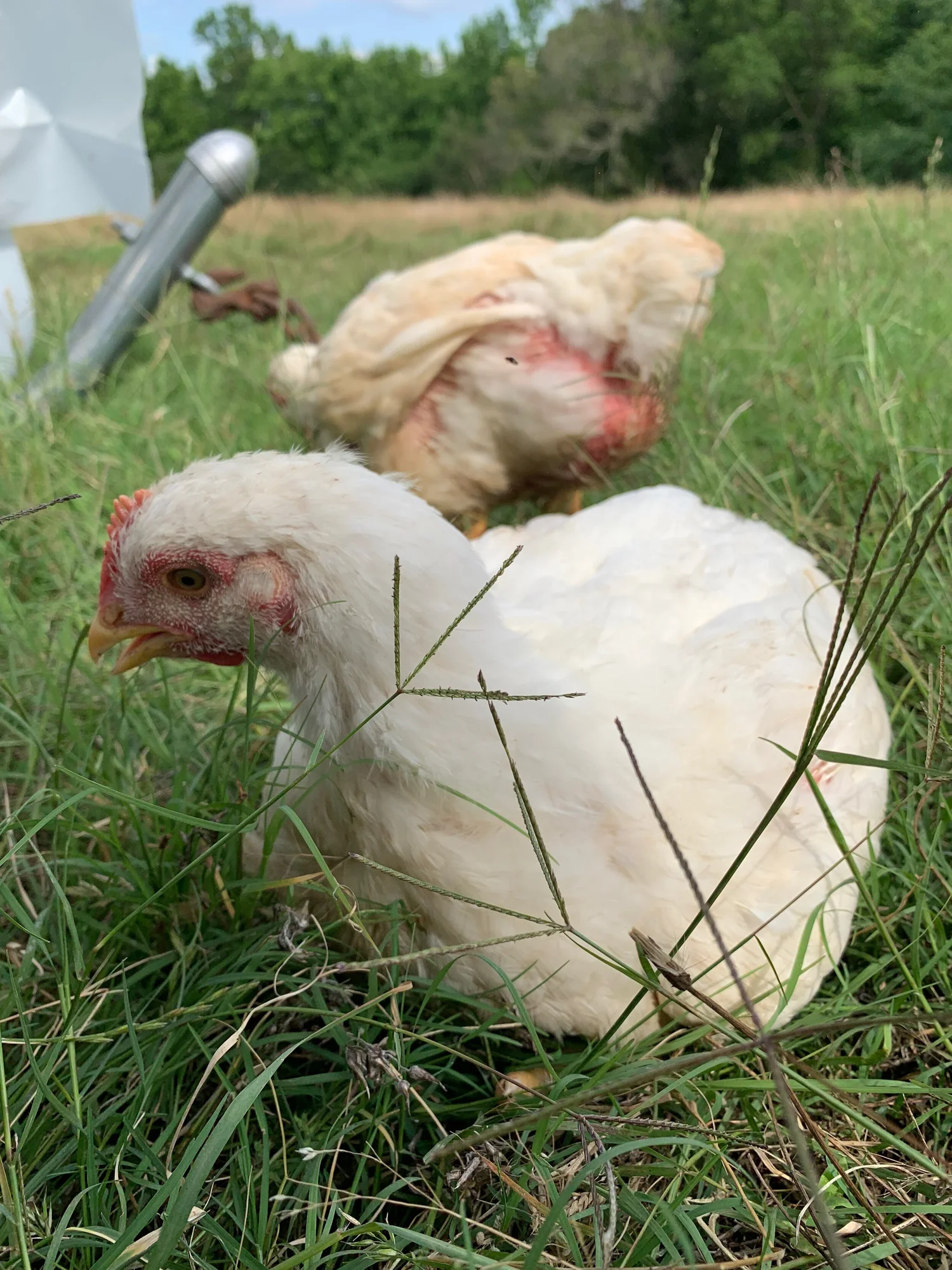 Southern Sunny Acres | Veteran Owned | Pastured Poultry