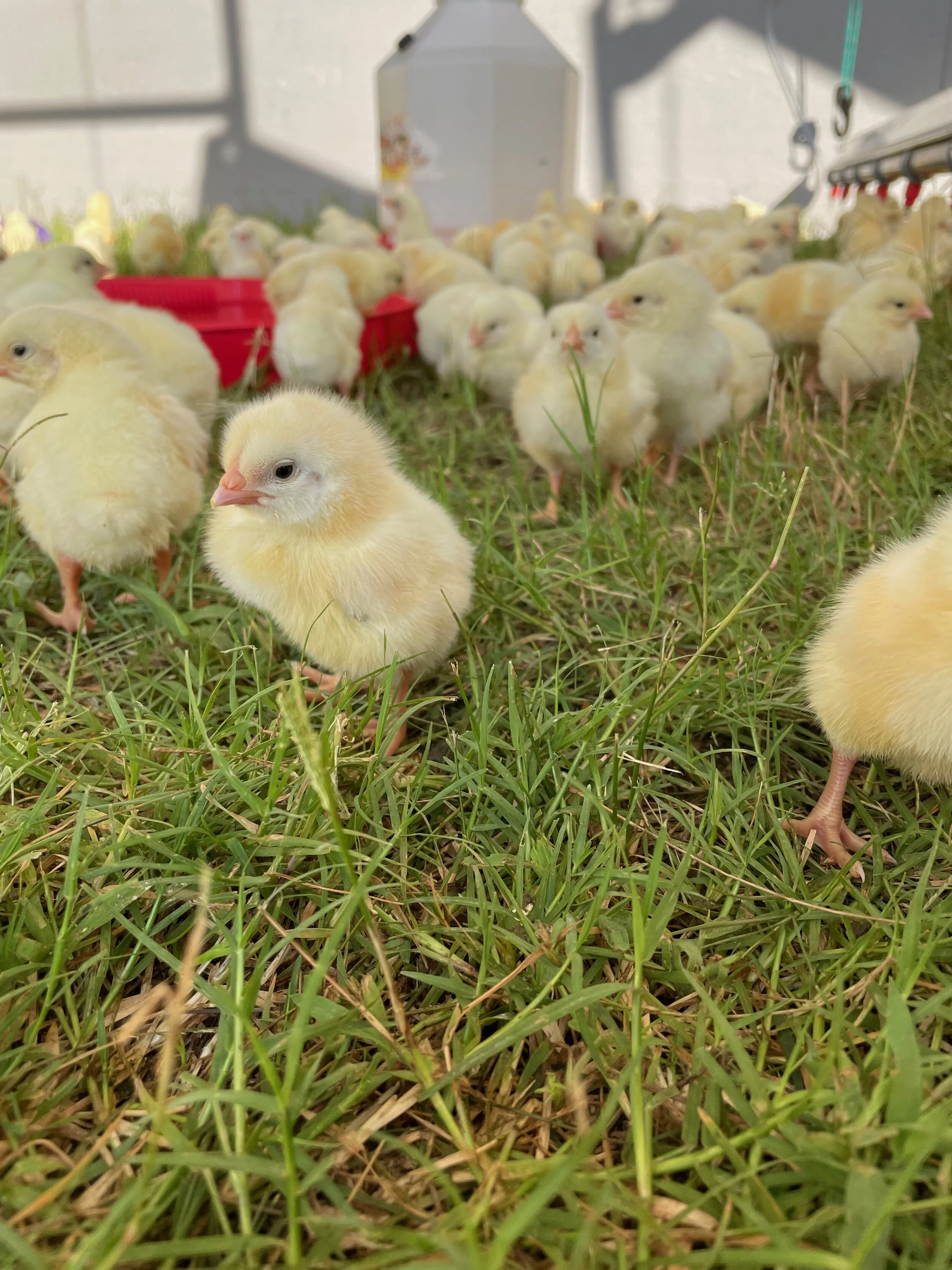 Southern Sunny Acres | Veteran Owned | Pastured Poultry