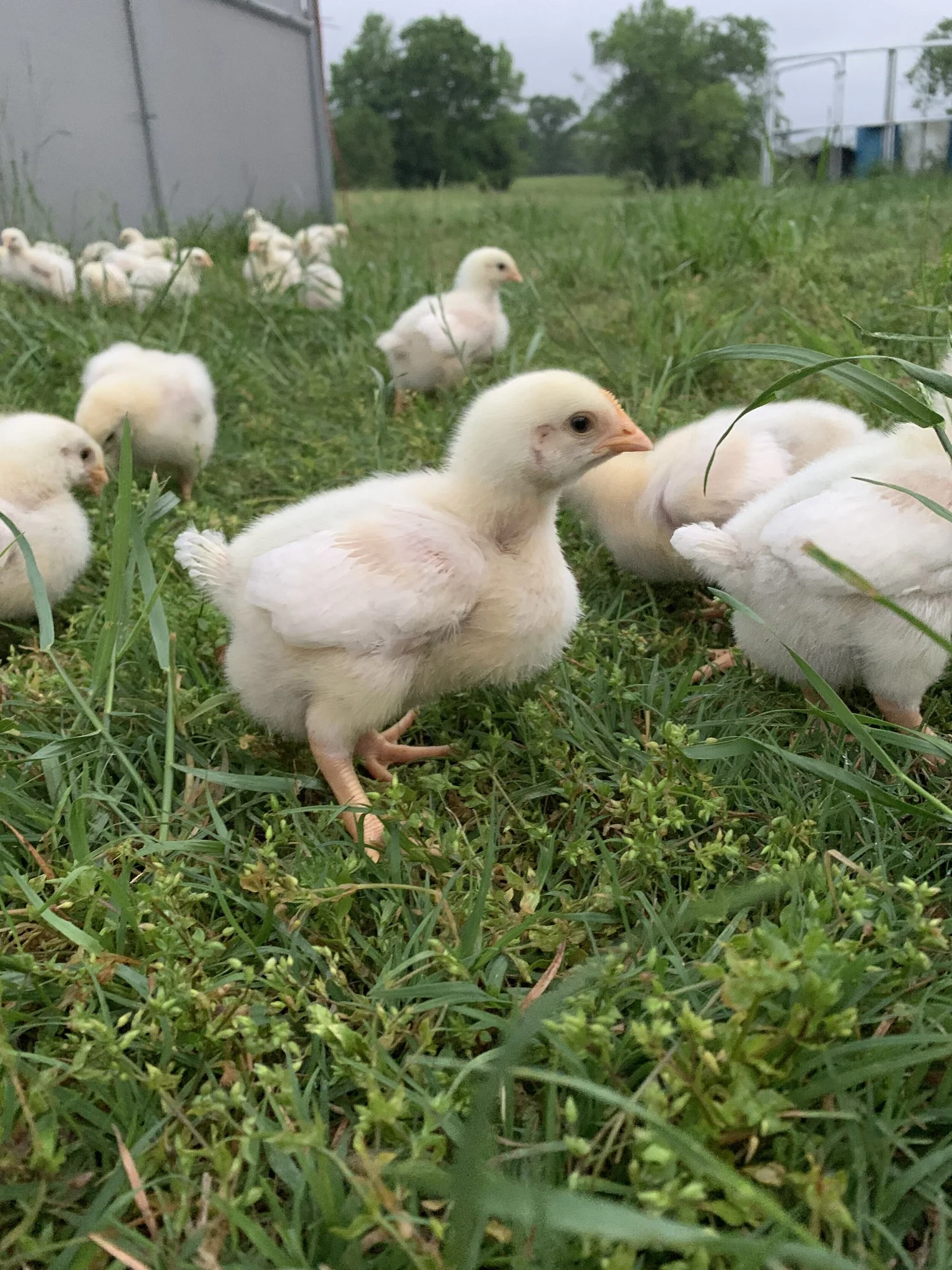 About — Southern Sunny Acres