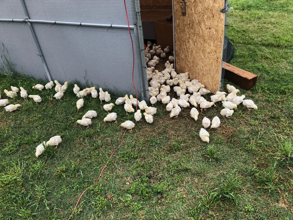 About — Southern Sunny Acres