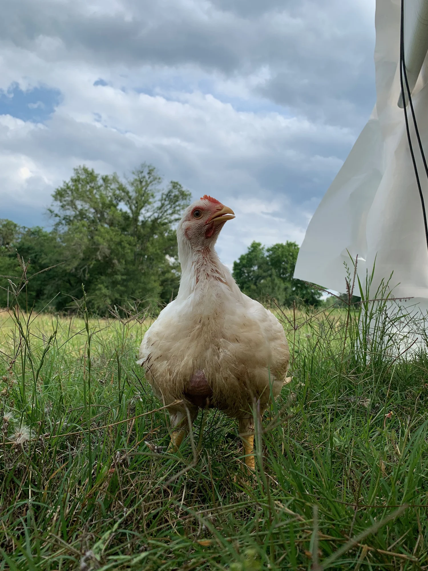 Southern Sunny Acres | Veteran Owned | Pastured Poultry