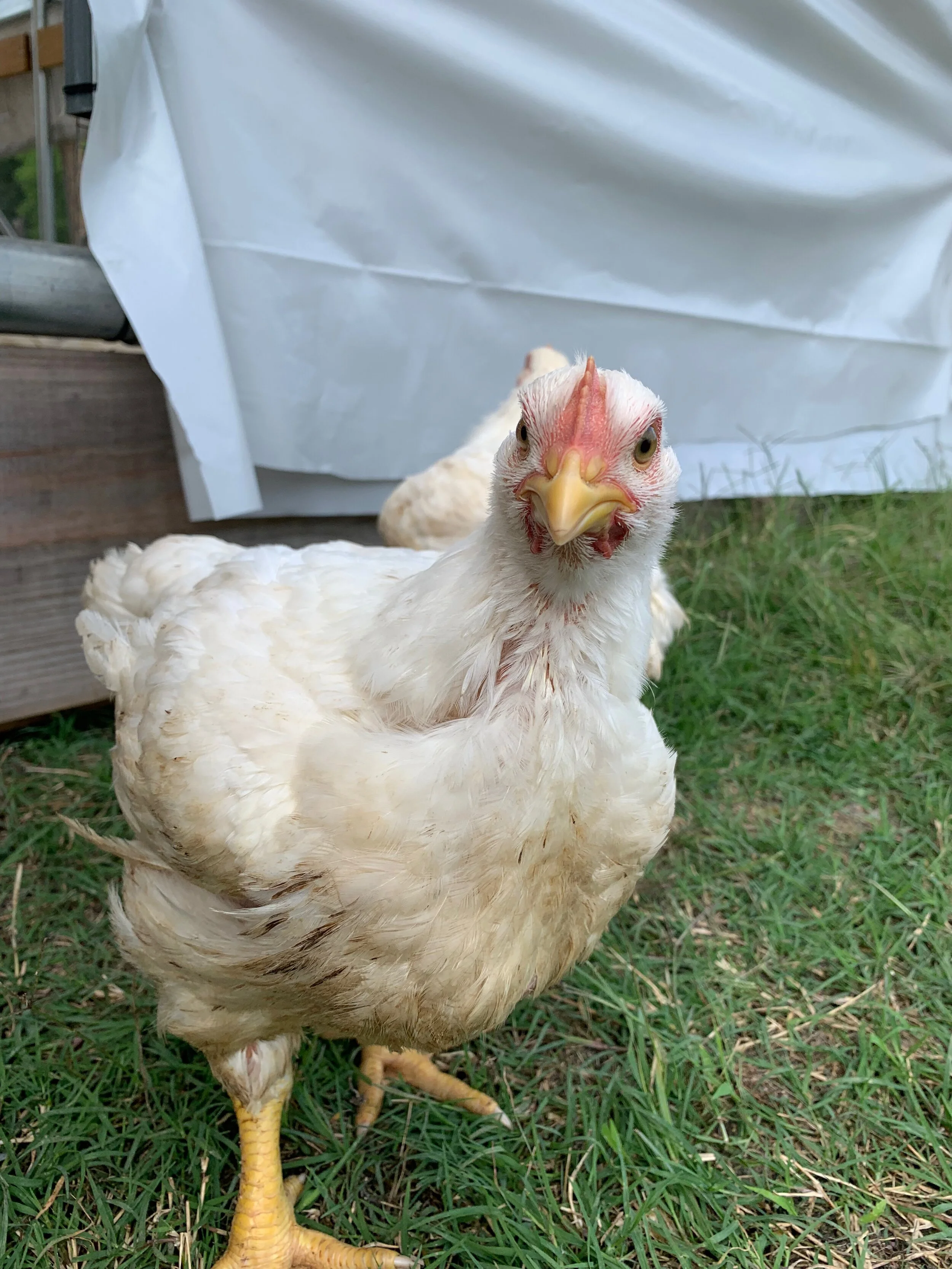 About — Southern Sunny Acres