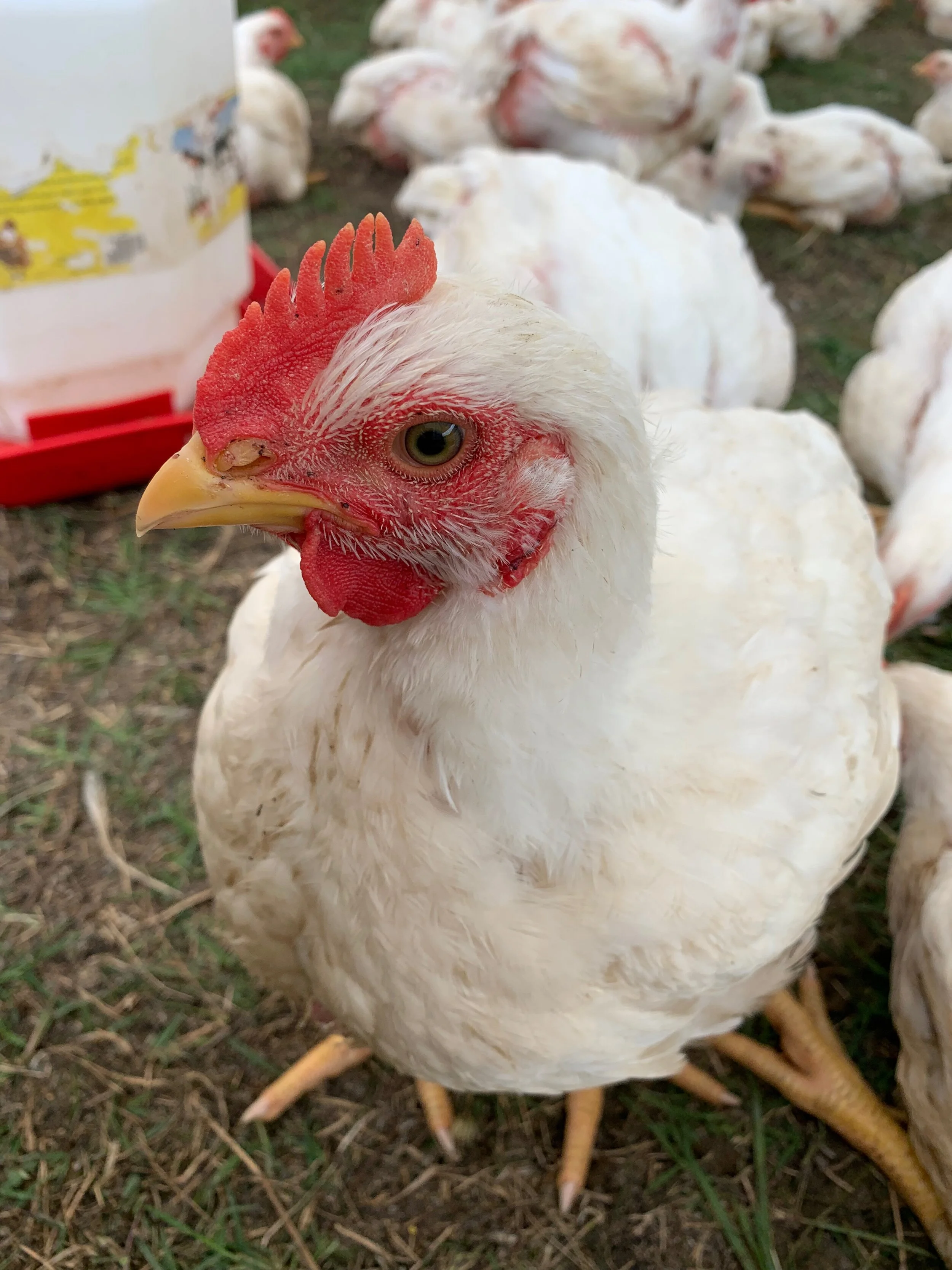 Southern Sunny Acres | Veteran Owned | Pastured Poultry