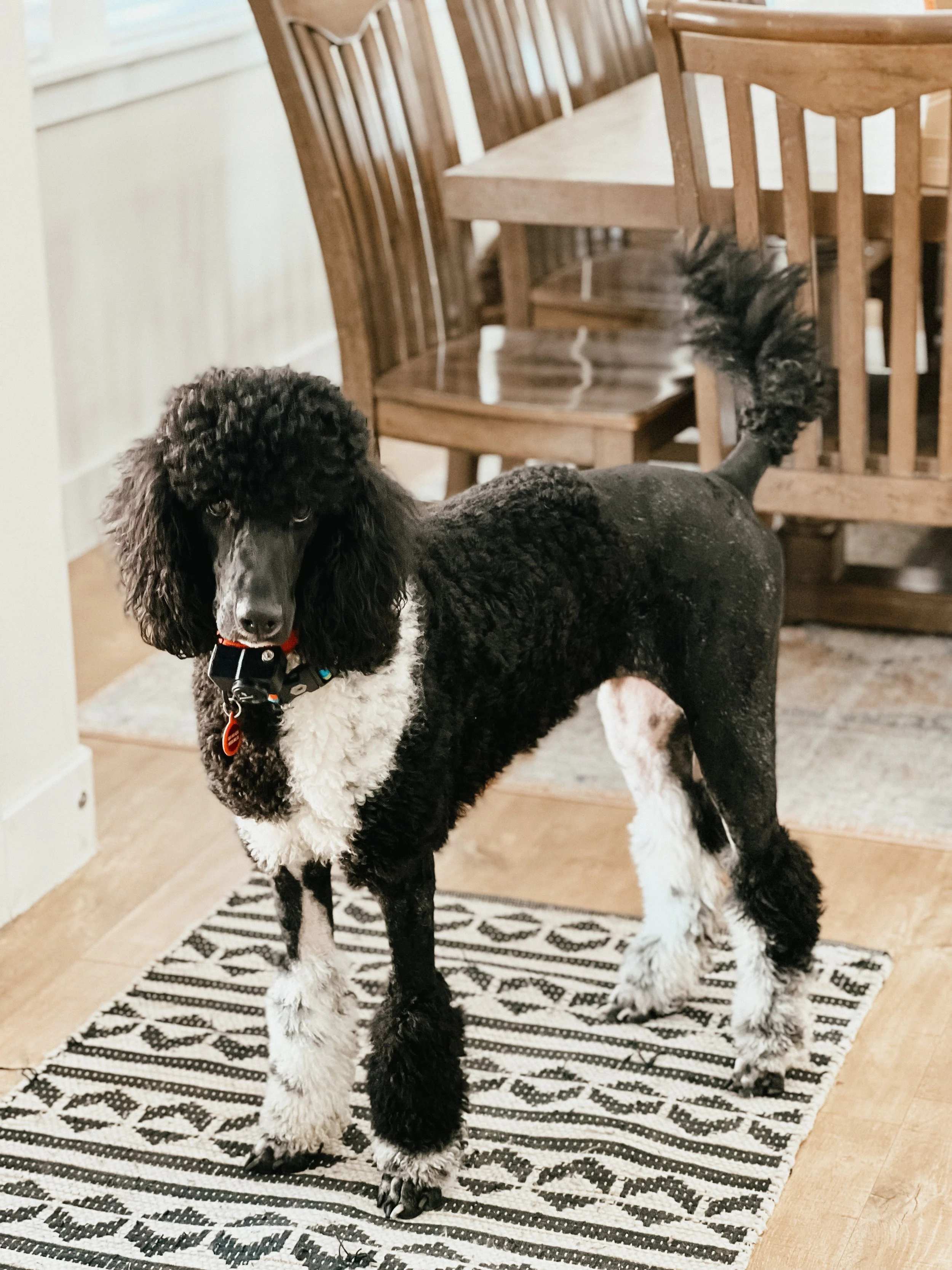 Available — Utah Poodles