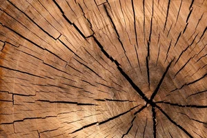 11 most Common Lumber Defects and Their Remedies — Wild Edge Woodcraft