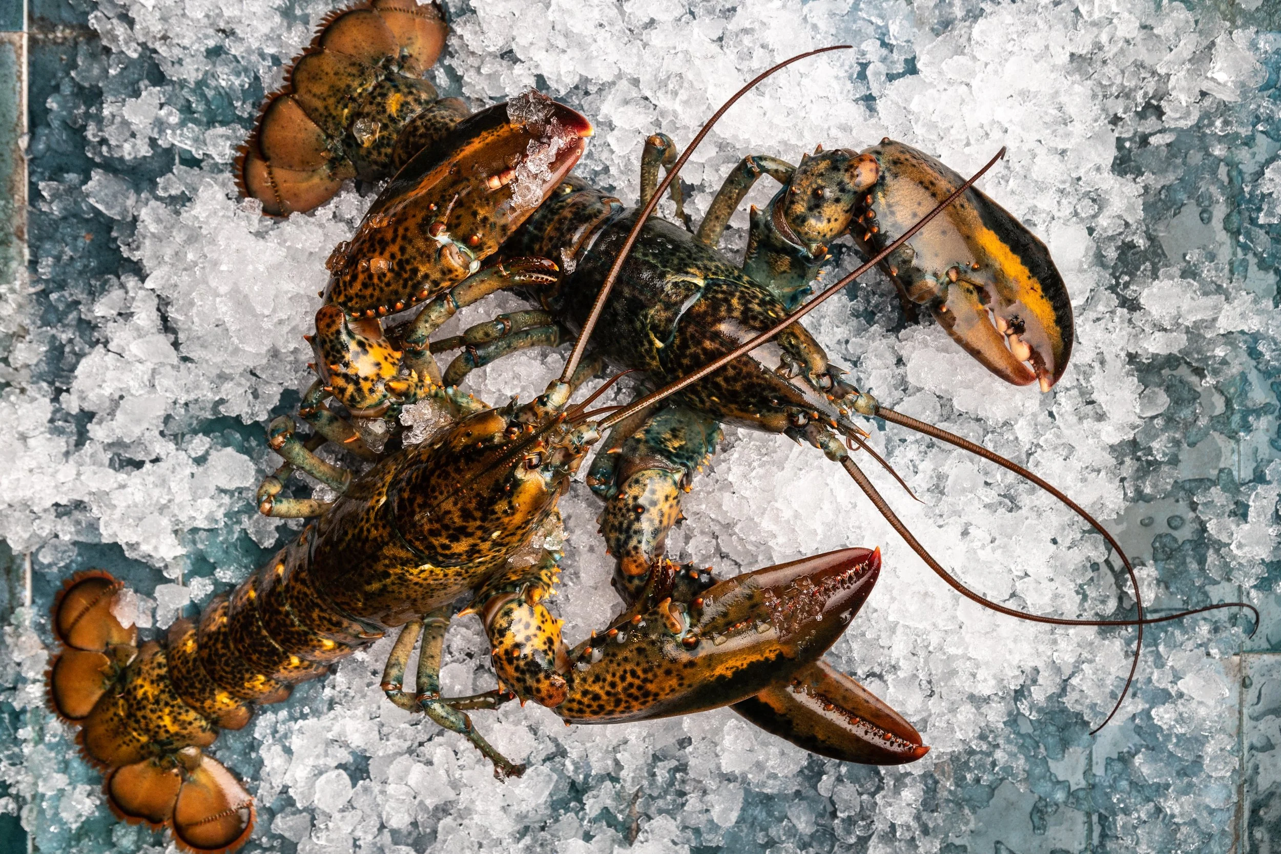 Wild Blue Restaurant + Bar