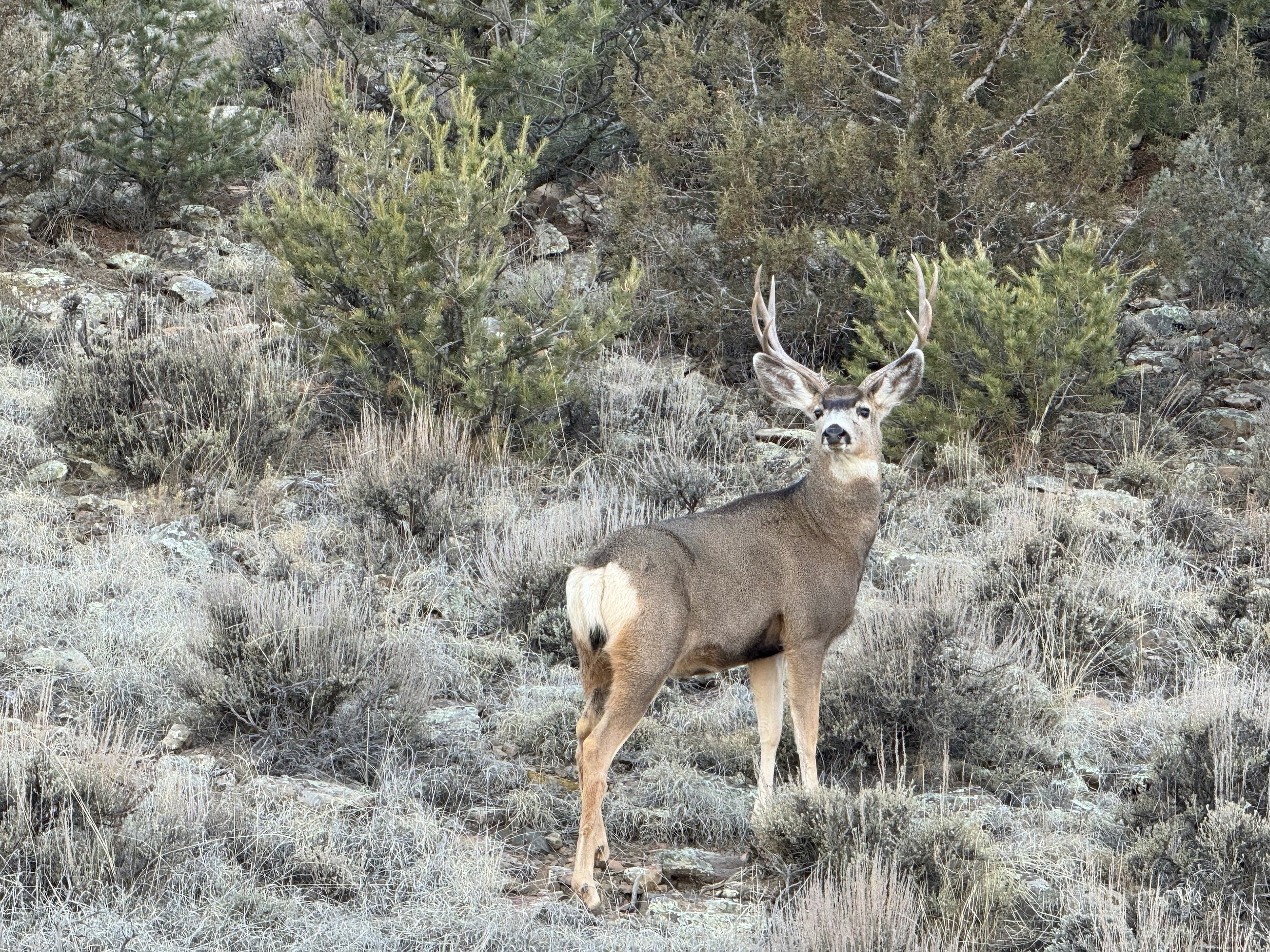 Verde Realty | Premier Ranch Brokers